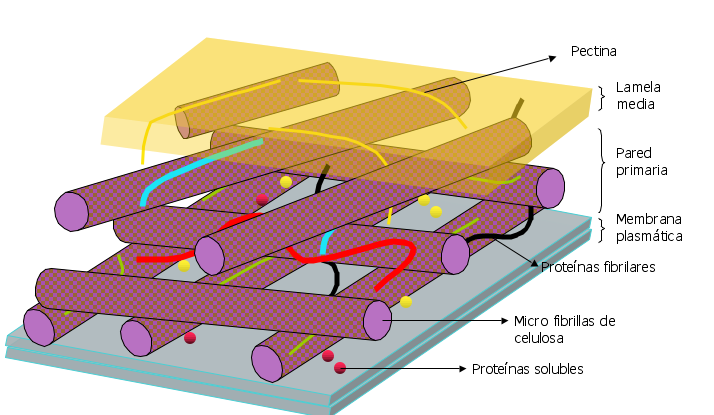 biologia: ESTRUCTURAS CELULARES Y DISTRIBUCION EN LAS CELULAS VIVAS
